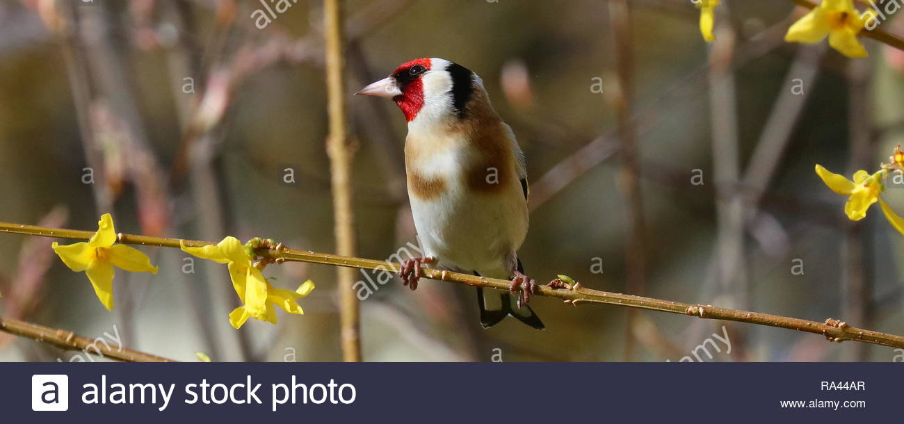 Takje High Resolution Stock Photography and Images - Alamy