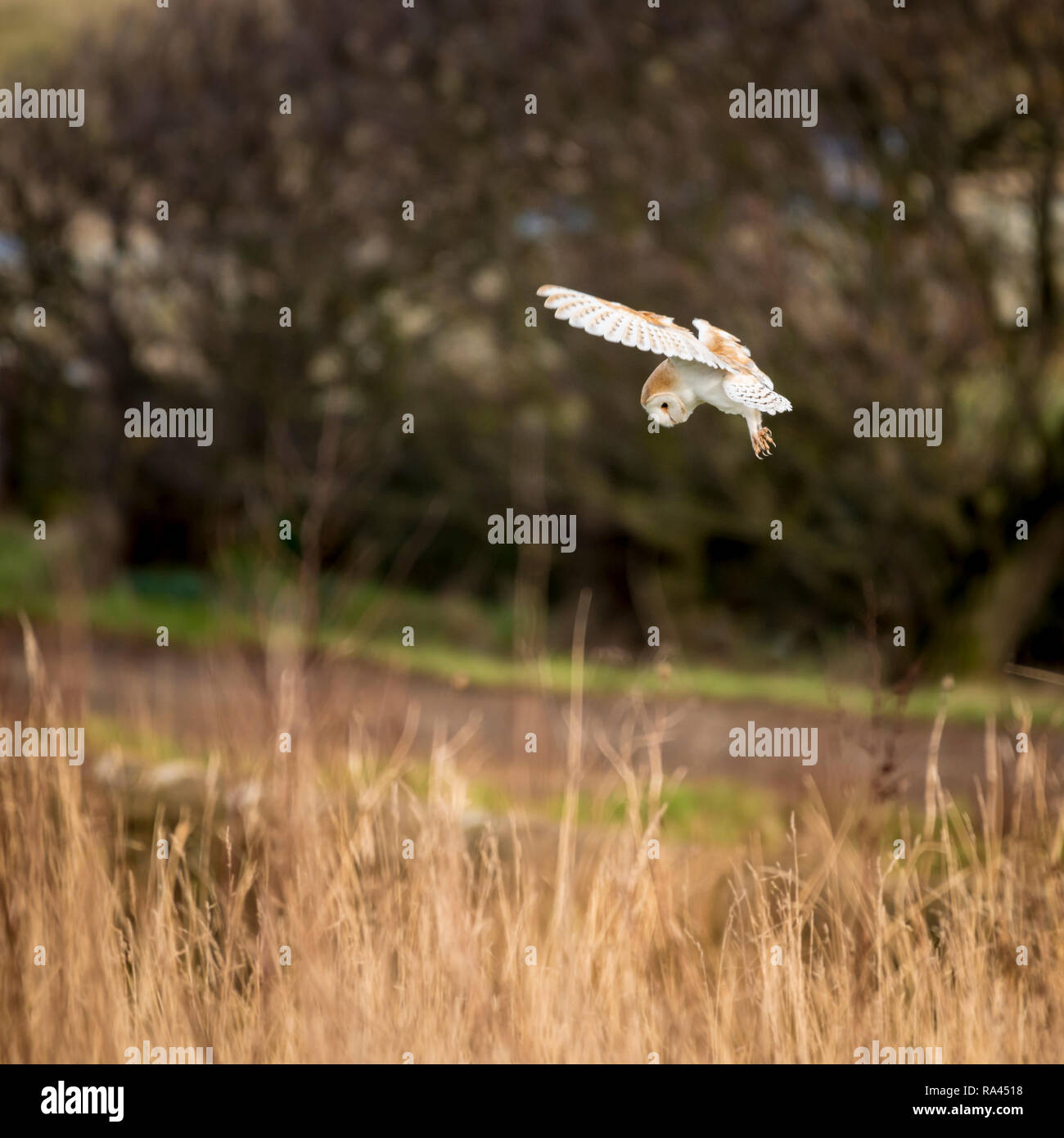 A wild Barn Owl hunting over tall grass hunting for its prey Stock ...