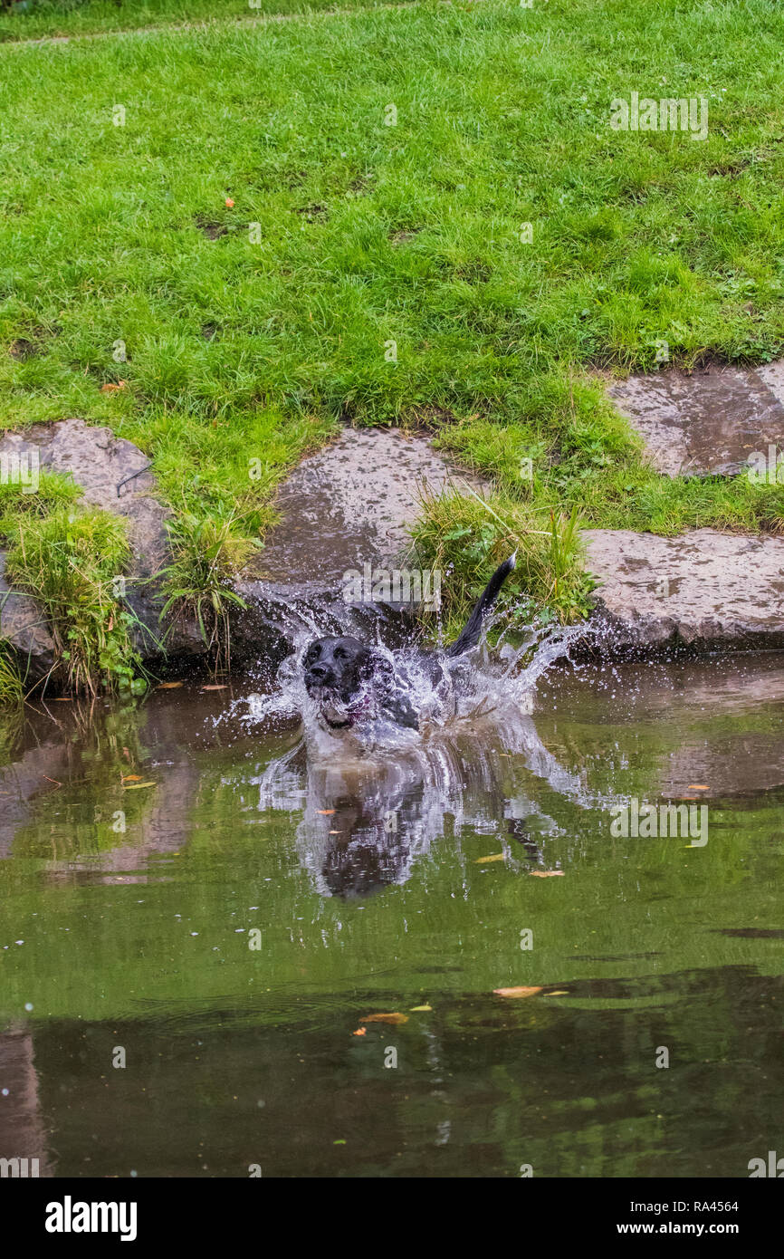 Dog jumping in water Stock Photo - Alamy