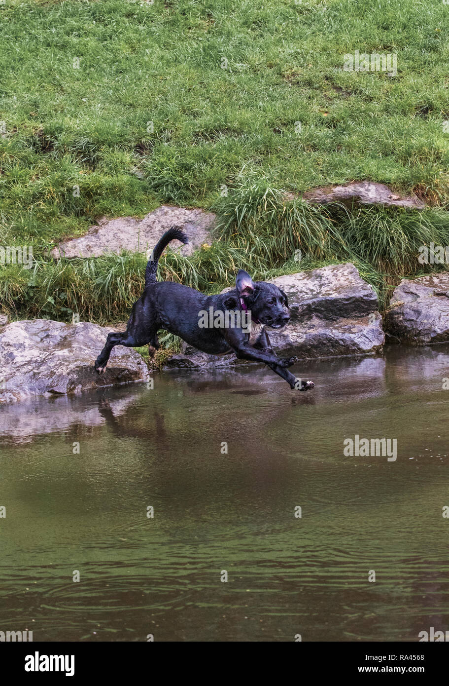 Dog jumping in water Stock Photo - Alamy