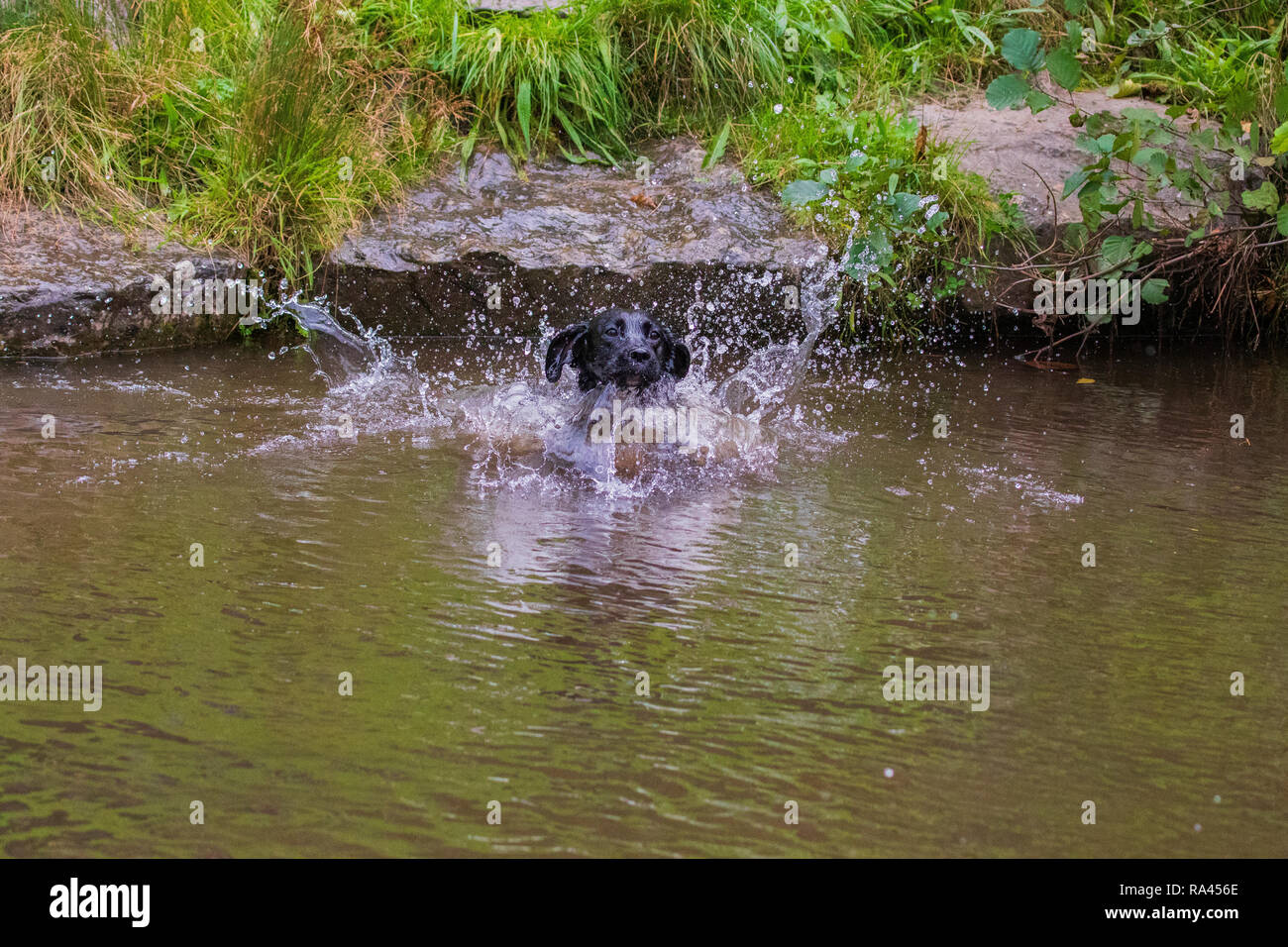 Dog jumping in water Stock Photo - Alamy
