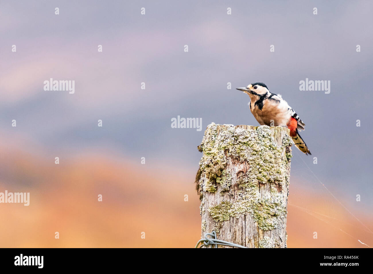 Woodpecker highlands hi-res stock photography and images - Alamy
