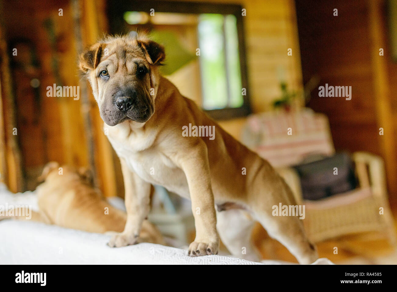Shar Pei puppies look out window Stock Photo - Alamy