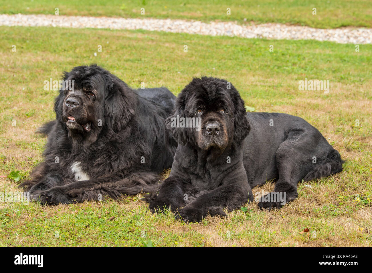 Giant working breeds hi-res stock photography and images - Alamy