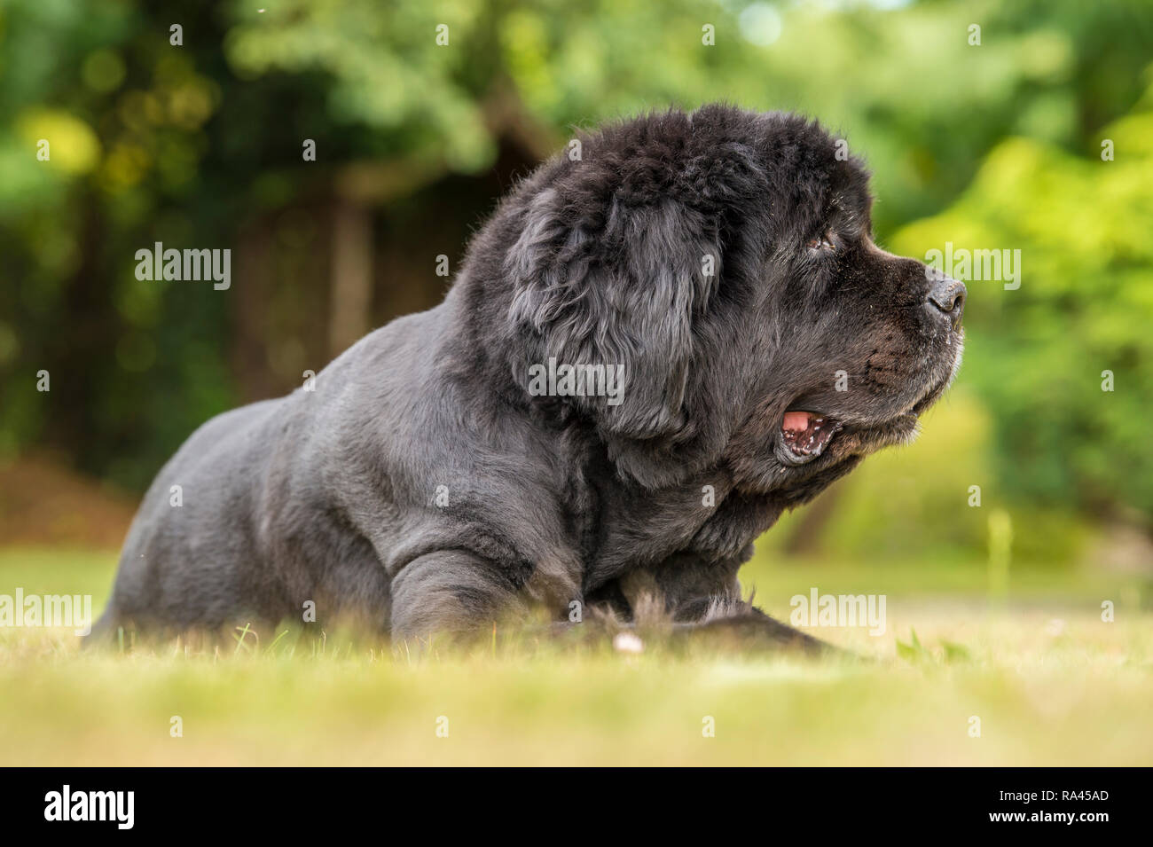 Large dog breeds hi-res stock photography and images - Alamy