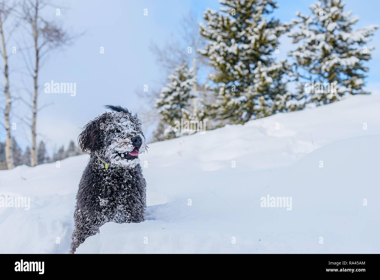 Labradoodle dog plays in deep snow Stock Photo - Alamy