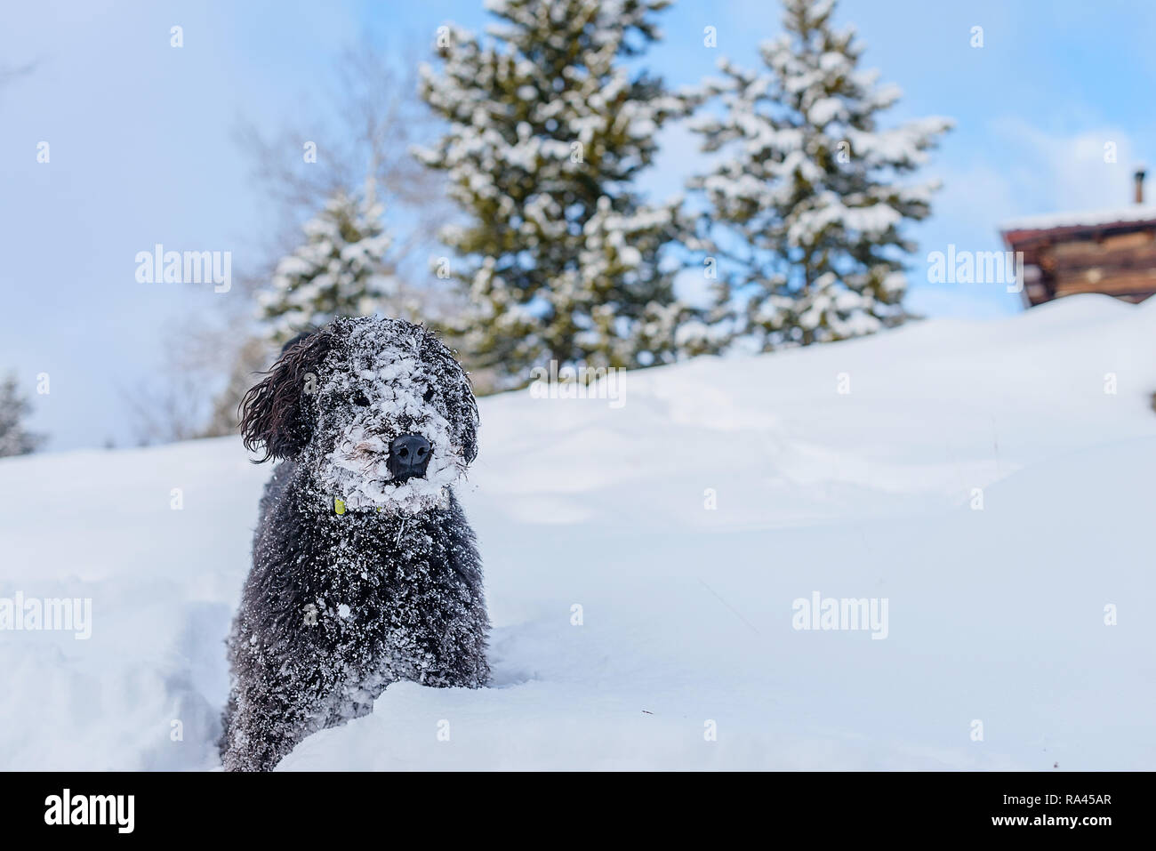 Labradoodle snow hi-res stock photography and images - Alamy