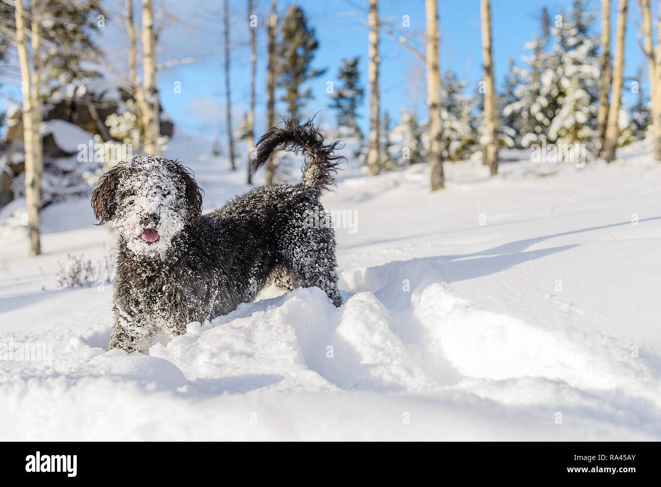 Labradoodle snow hi-res stock photography and images - Alamy