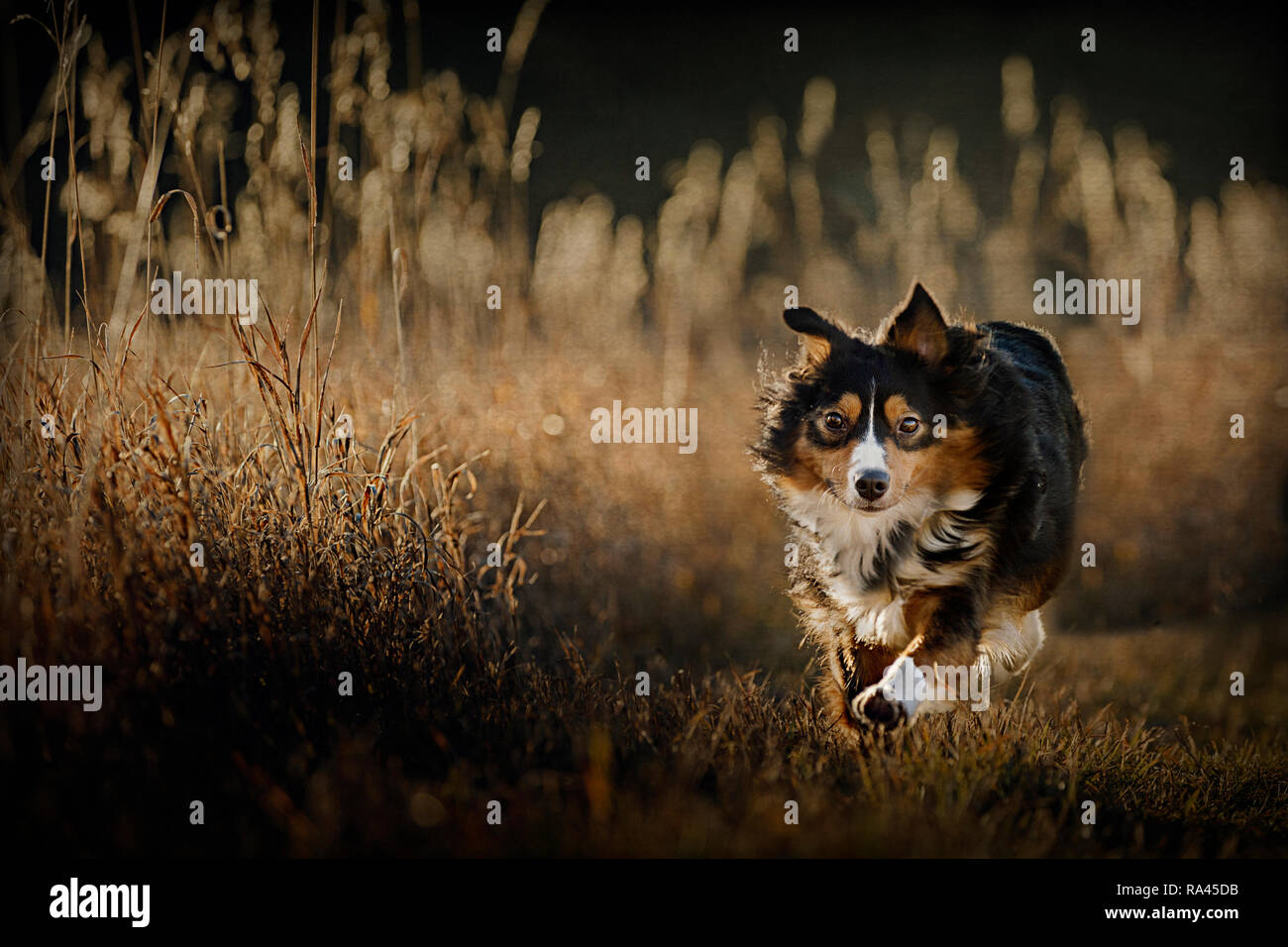 Dog running in field Stock Photo - Alamy