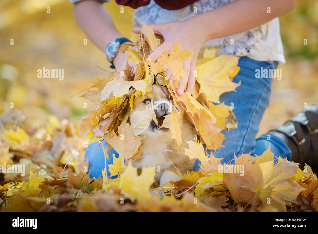 Miniature corgi puppy at play Stock Photo - Alamy
