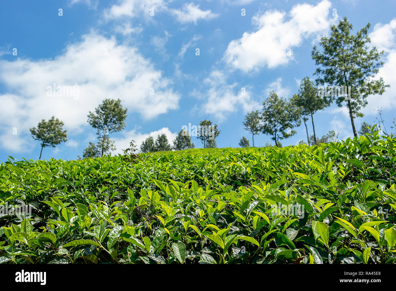 Close up of young fresh tea leaf plants shrubs at an Indian tea ...