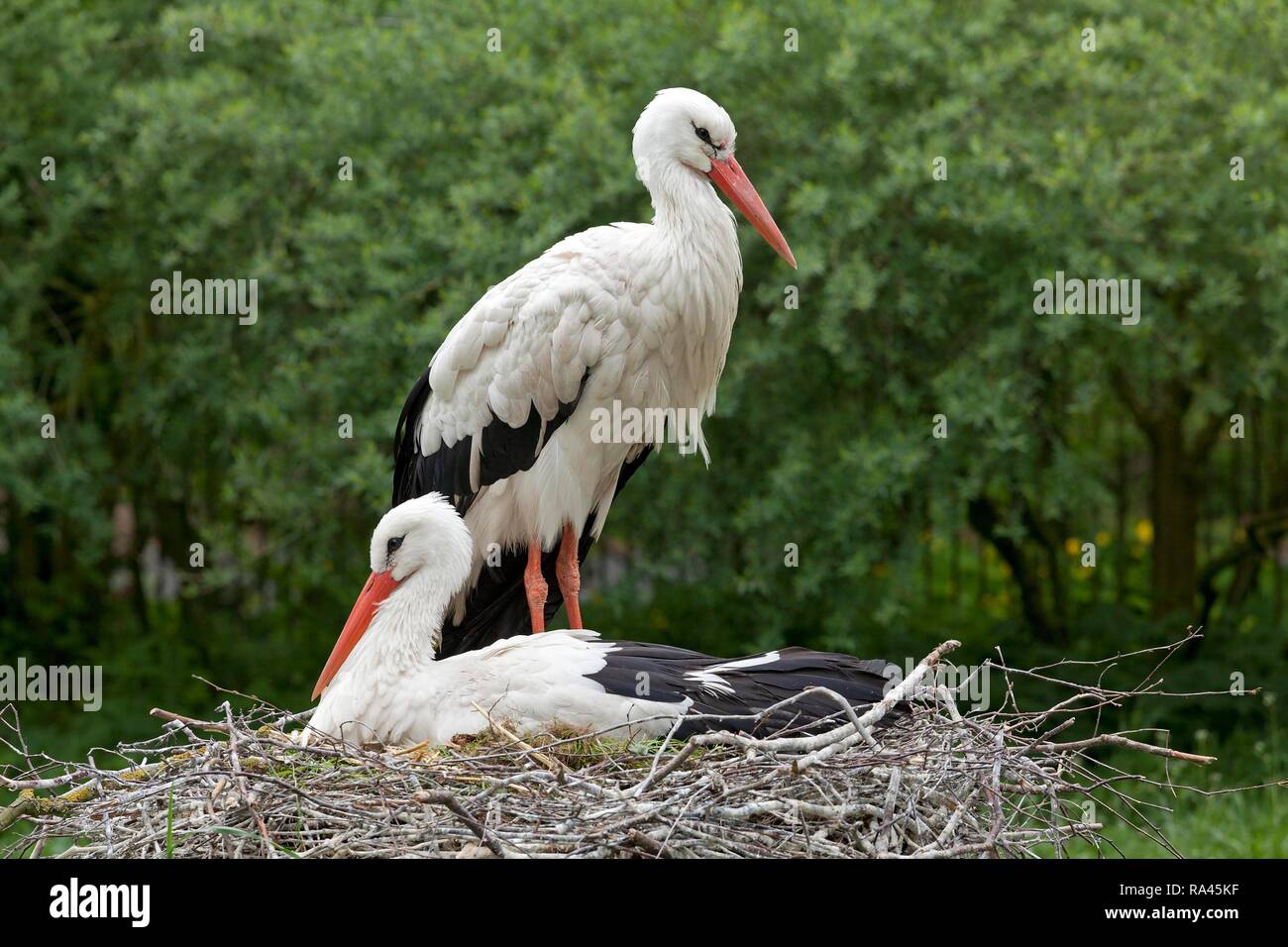 Stork couple, White Storks (Ciconia ciconia) in nest, zoo, Ueckermünde ...