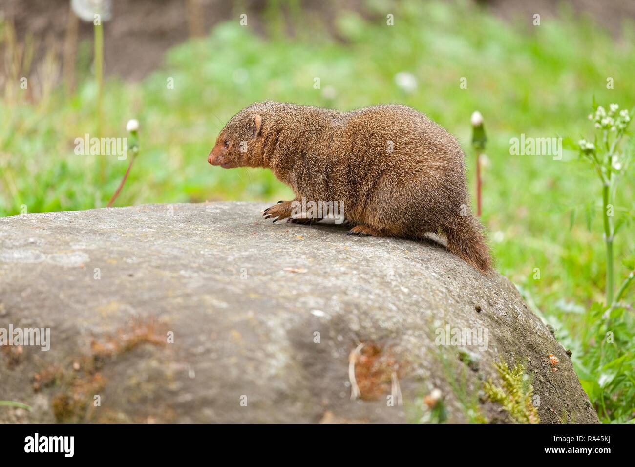 Dwarf mongoose hi-res stock photography and images - Alamy