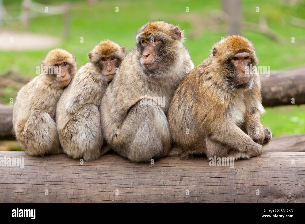 Barbary macaques (Macaca sylvanus) sitting one behind the other on tree ...