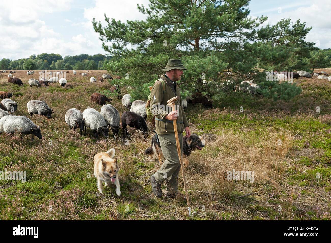 Shepherd dogs and flock of sheep, Lüneburg Heath in Wilsede, Lower ...