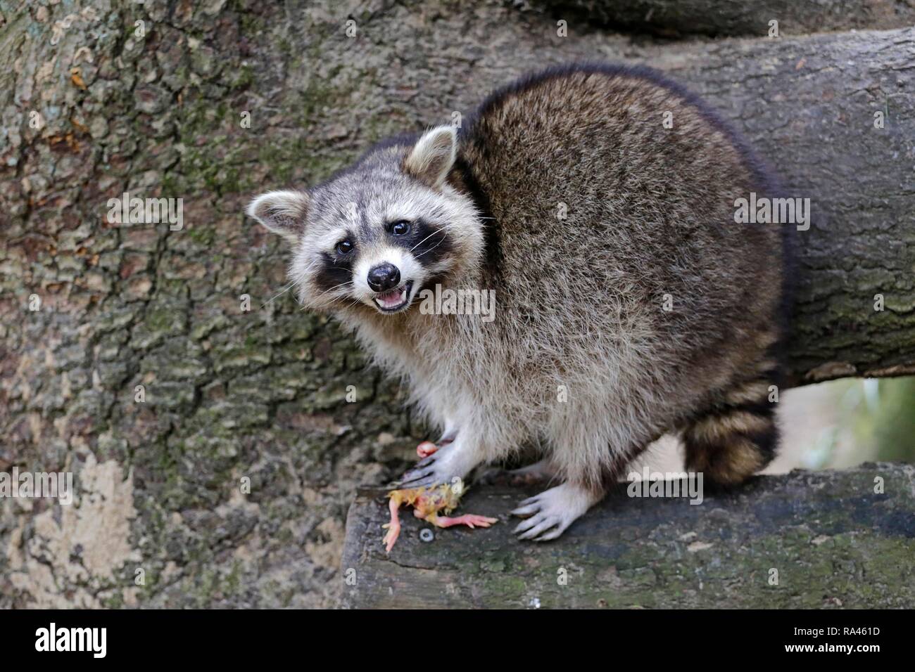 Dead raccoon hi-res stock photography and images - Alamy
