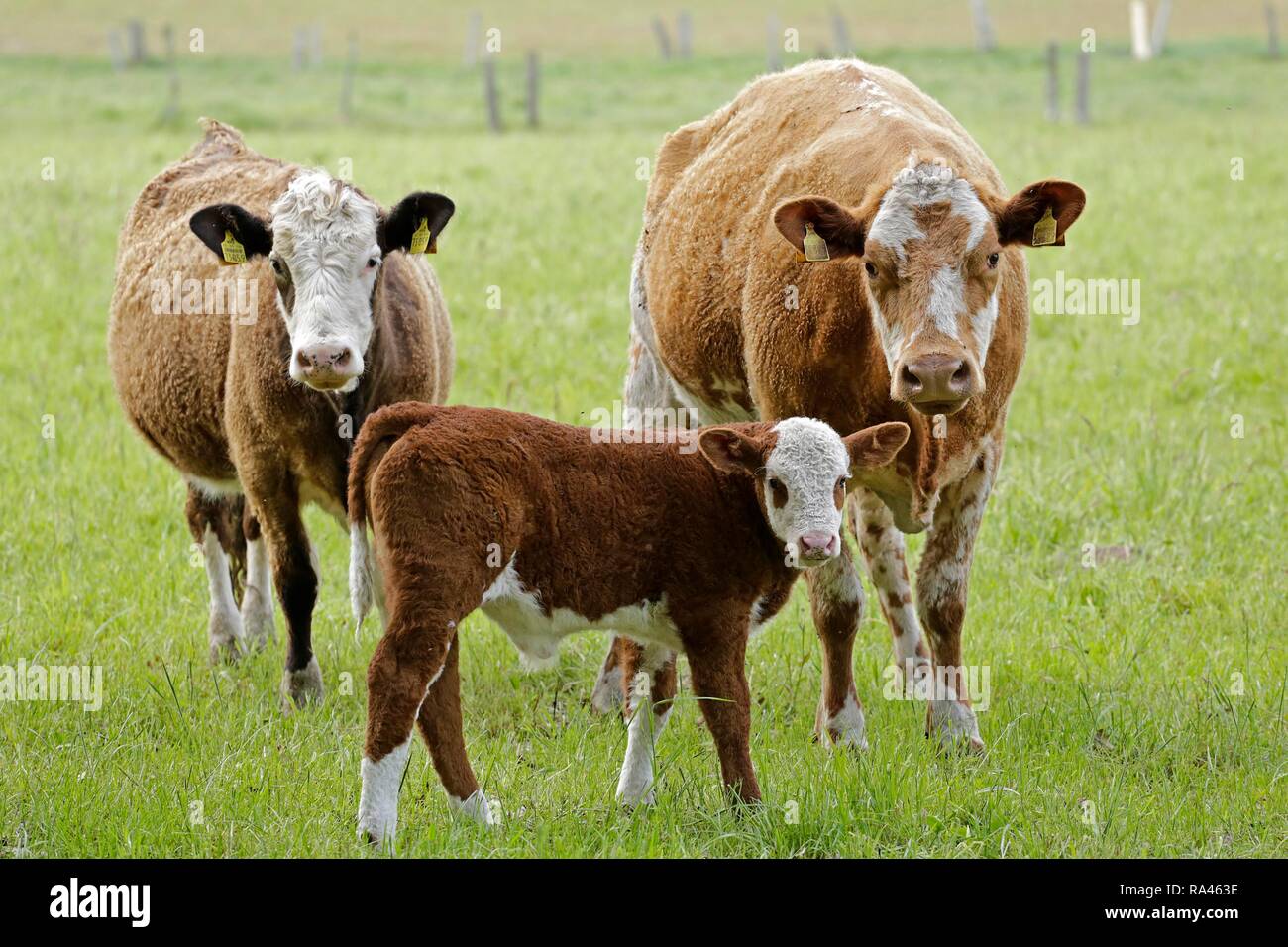 Calf pasture hi-res stock photography and images - Alamy