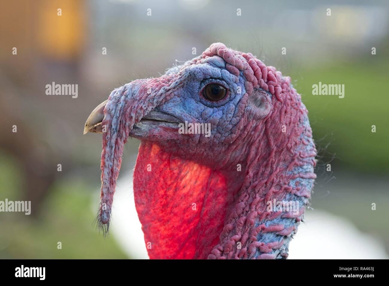 Turkey, portrait, Kinderbauernhof Kirchdorf, Wilhelmsburg, Hamburg ...