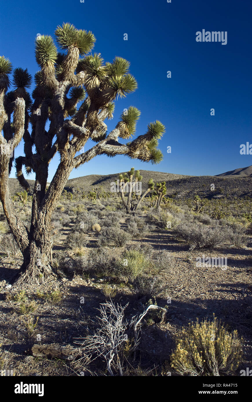 Joshua Trees (Yucca brevifolia) also known as Yucca Palms, grow on the ...