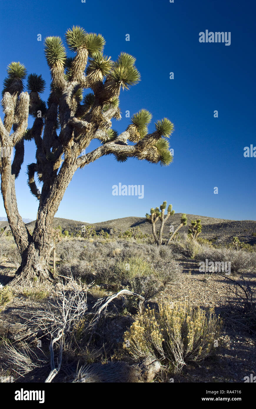 Yucca Palms High Resolution Stock Photography and Images - Alamy