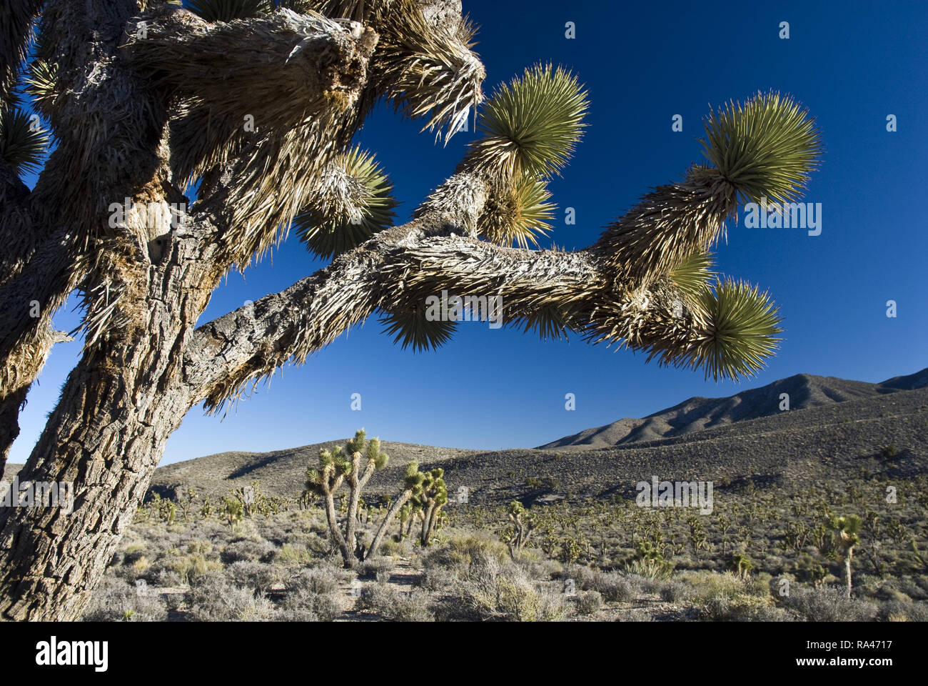 Yucca Palms High Resolution Stock Photography and Images - Alamy