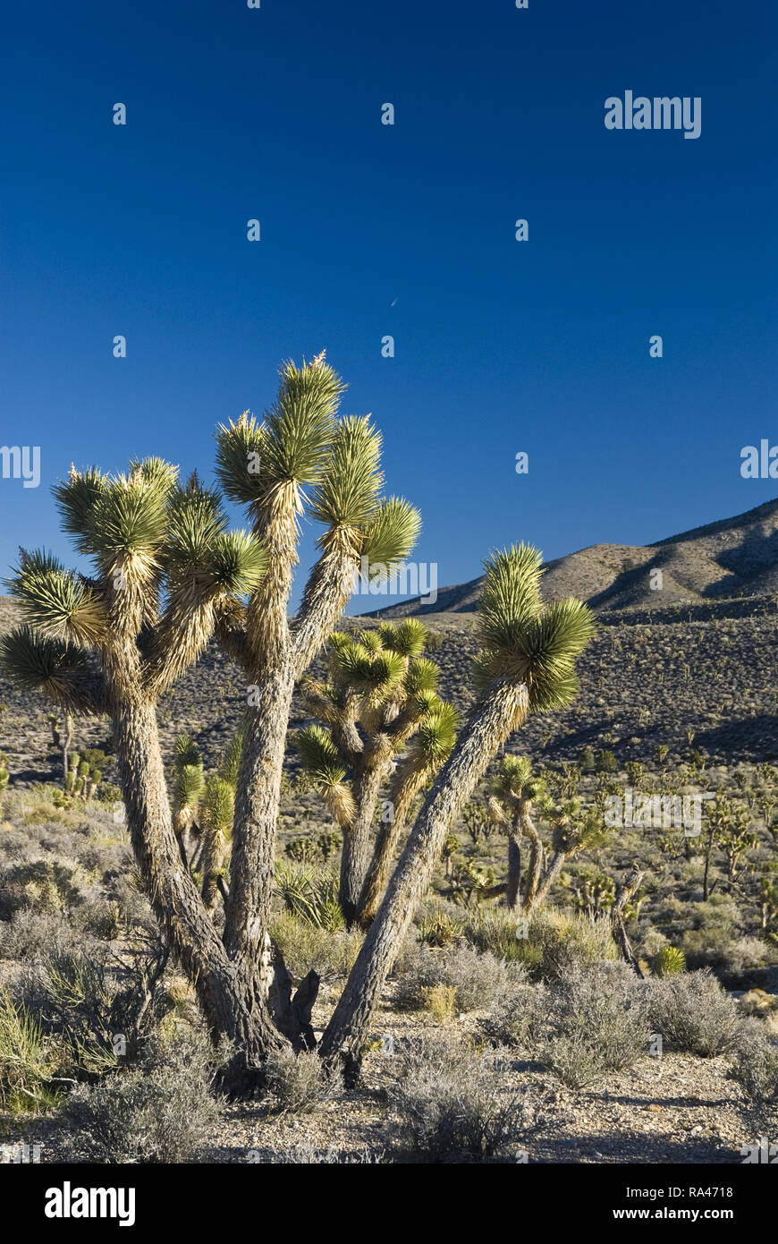 Yucca Palms High Resolution Stock Photography and Images - Alamy