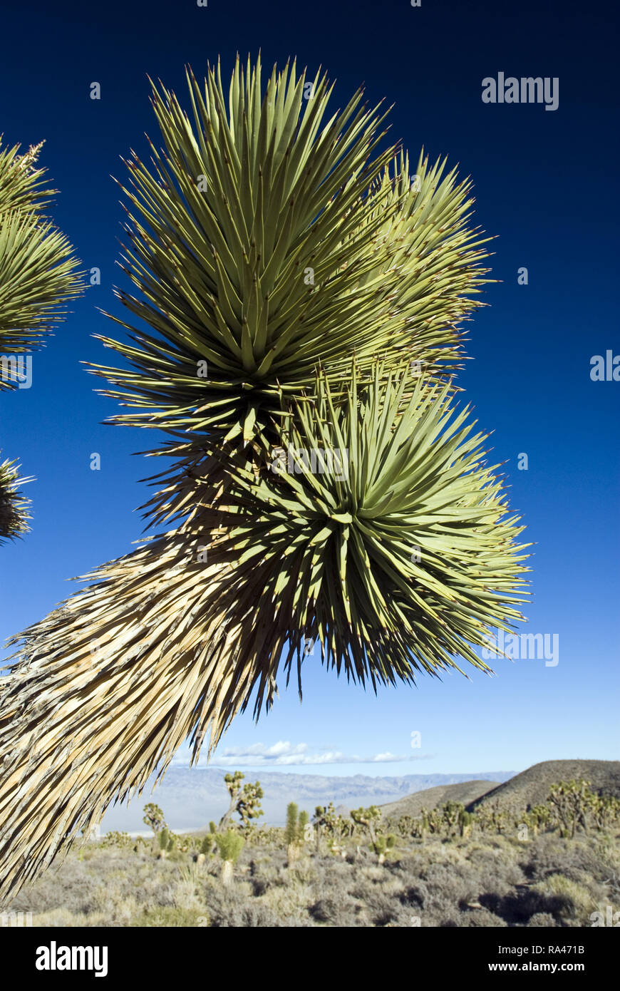 Yucca Palms High Resolution Stock Photography and Images - Alamy