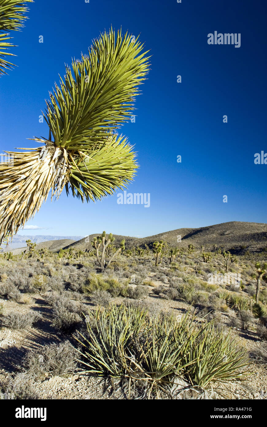 Yucca palms hi-res stock photography and images - Alamy
