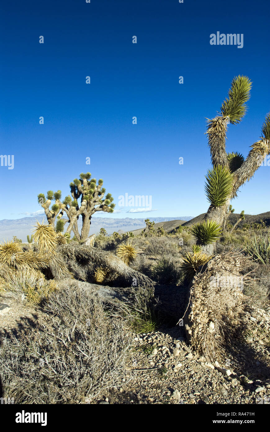 Joshua Trees (Yucca brevifolia) knocked over by man and natural causes ...