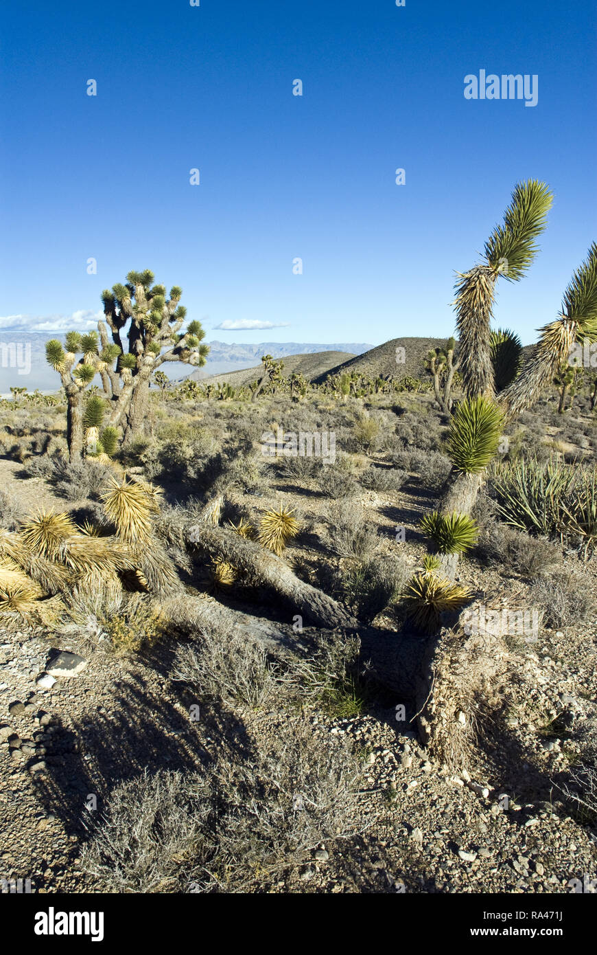 Joshua Trees (Yucca brevifolia) knocked over by man and natural causes ...