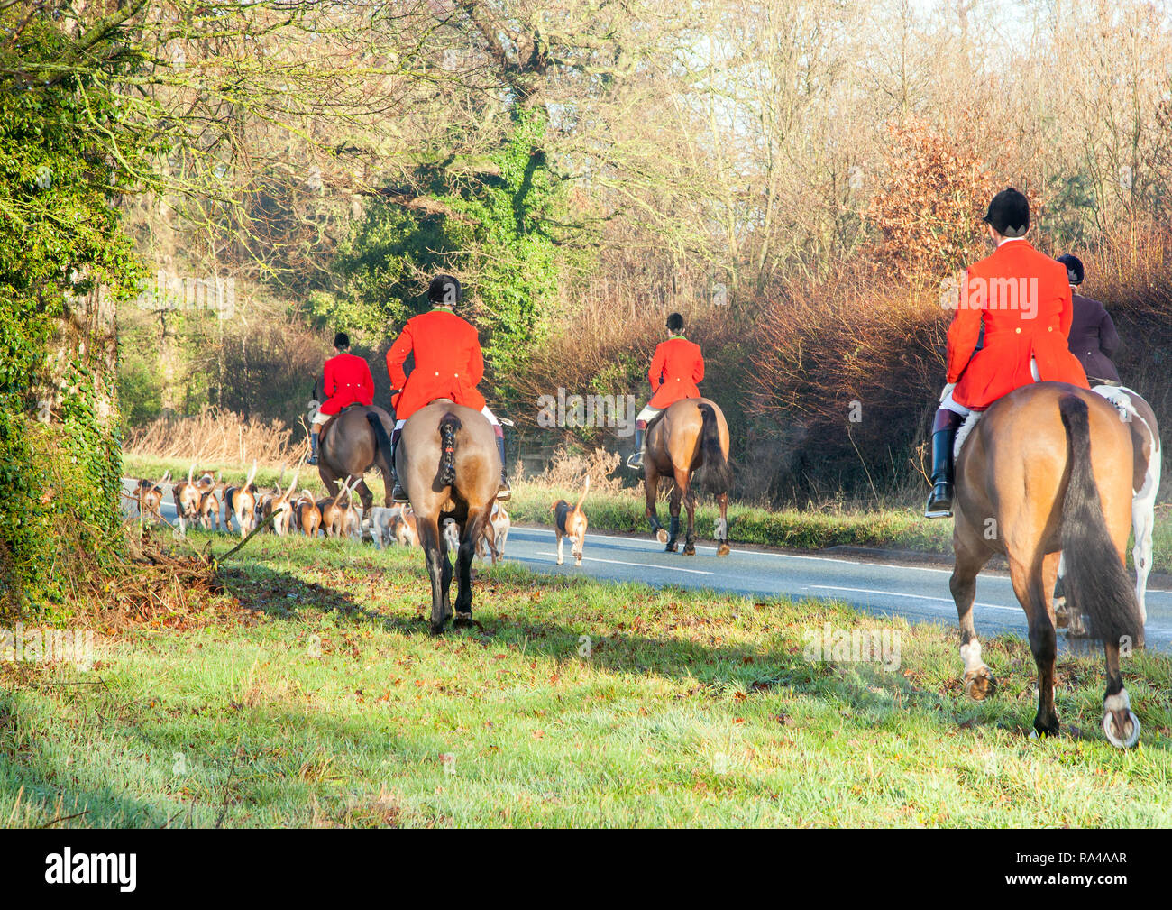 Hunting fox cheshire hi-res stock photography and images - Alamy