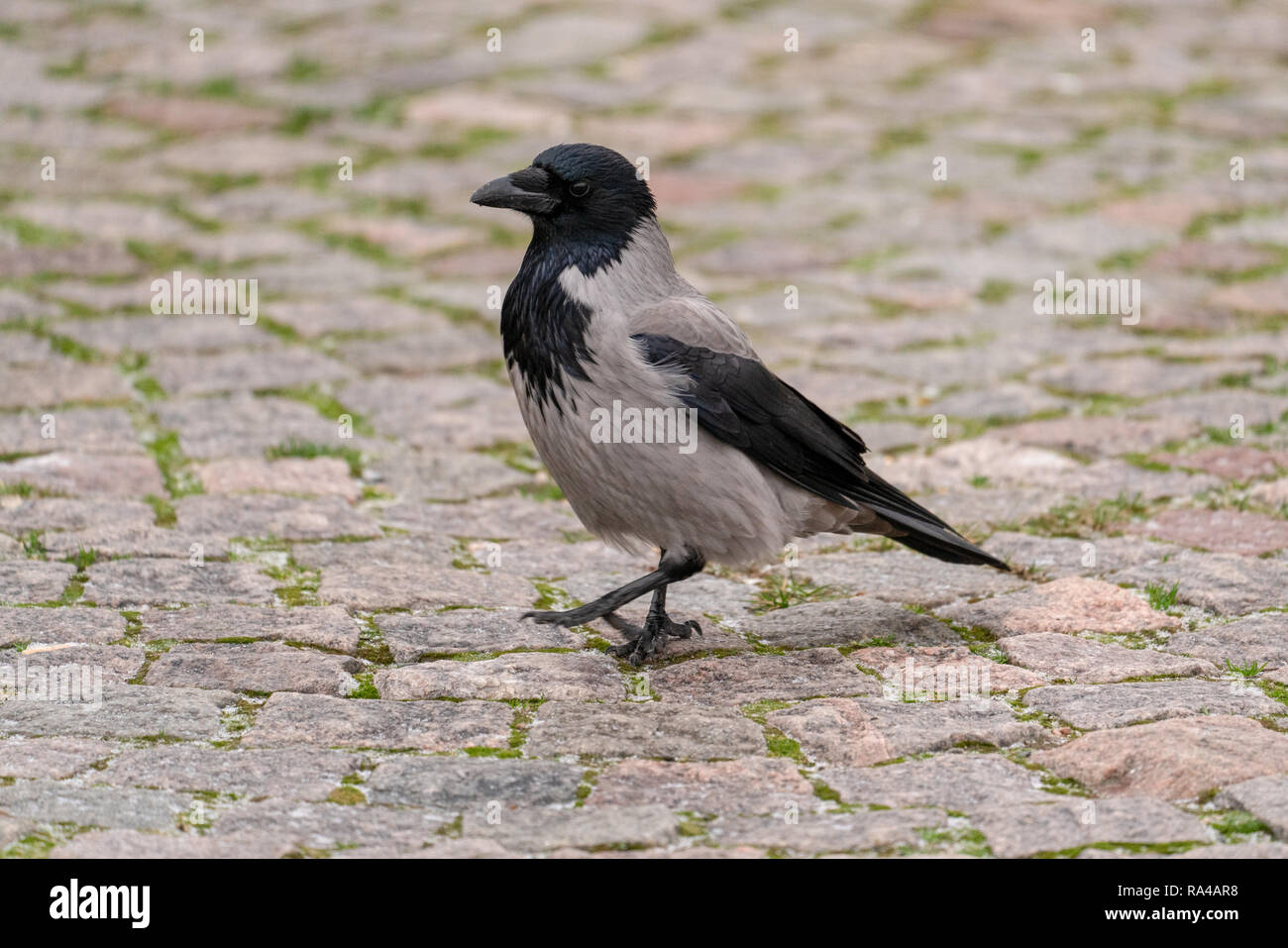 Hooded crow stolling on a road paved with setts Stock Photo - Alamy