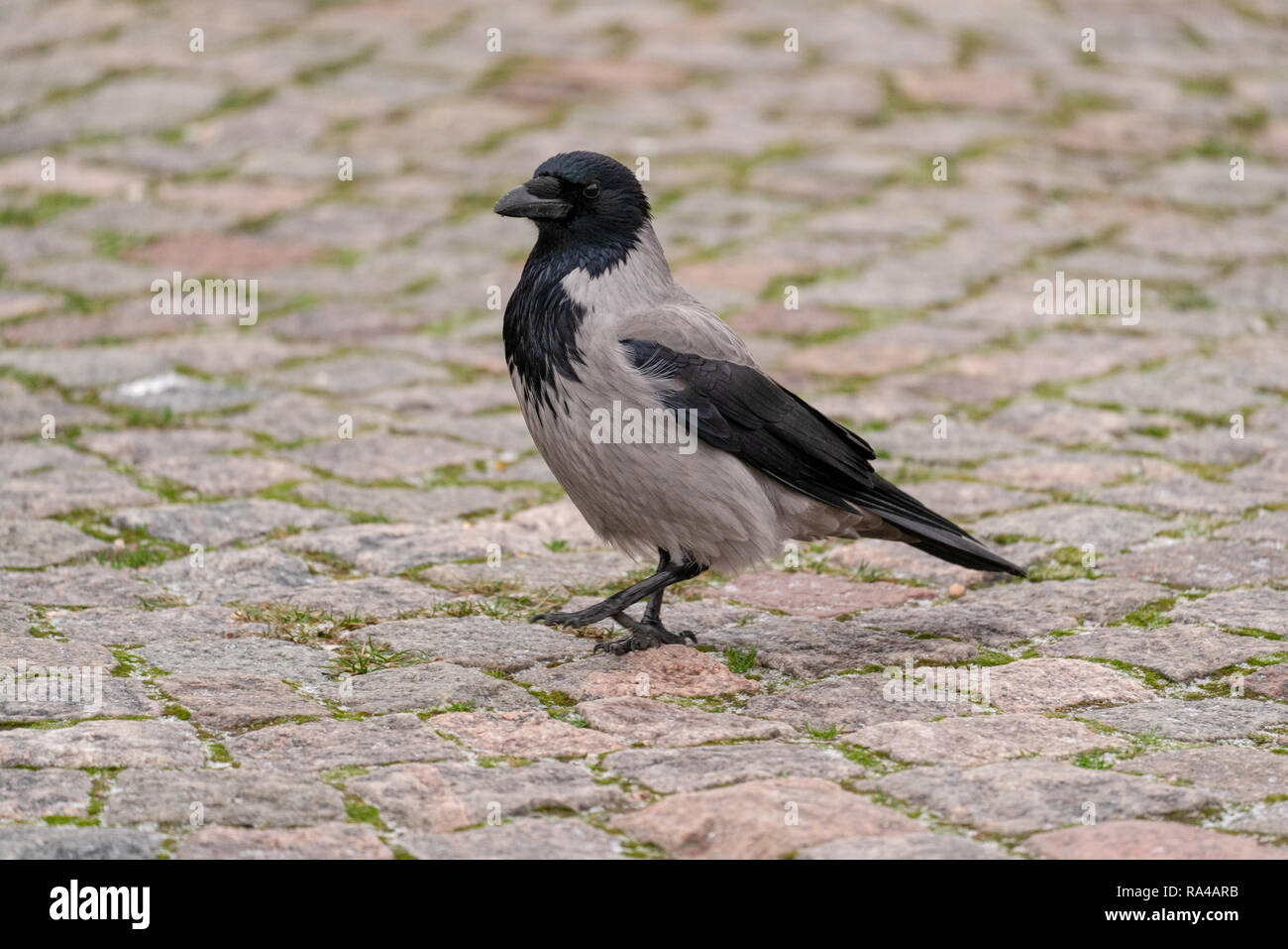 Hooded crow on the road hi-res stock photography and images - Alamy