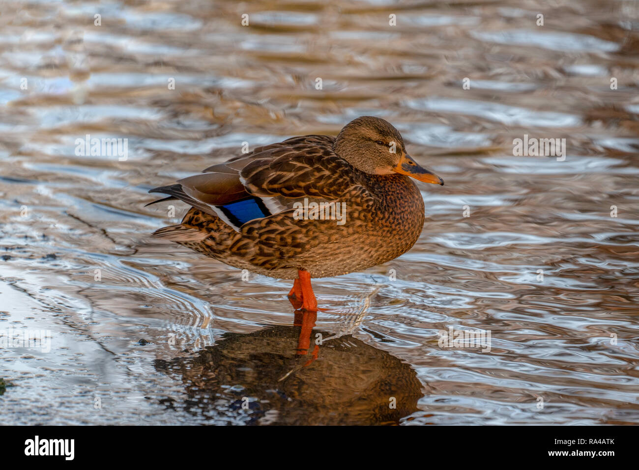 Female mallard duck with purple feathers hi-res stock photography and ...