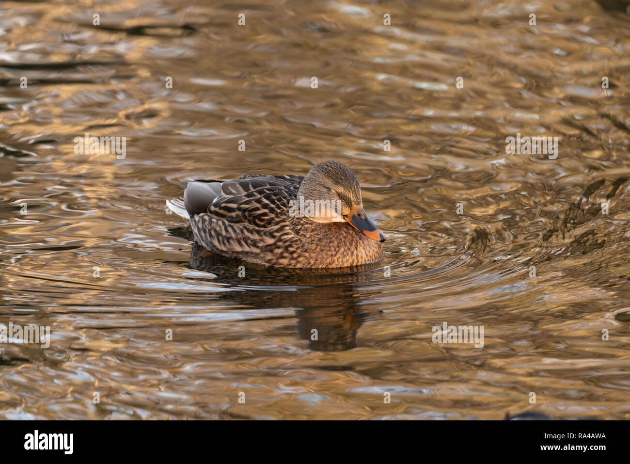 Female mallard duck with purple feathers hi-res stock photography and ...