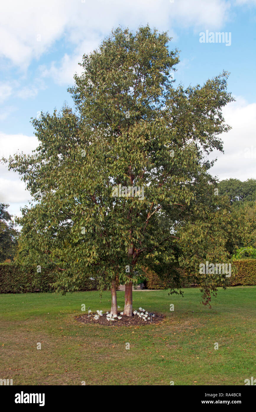 Birch hall surrey hi-res stock photography and images - Alamy