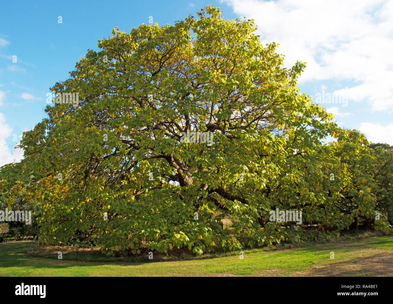SURREY; WISLEY RHS GARDEN; INDIAN BEAN TREE; CATALPA BIGNONIOIDES Stock ...