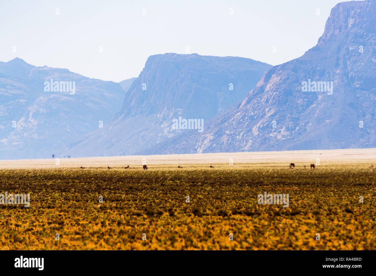 springbok walk namibia mountain sand Stock Photo - Alamy