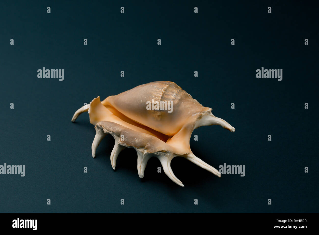 Conch shell fibonacci hi-res stock photography and images - Alamy