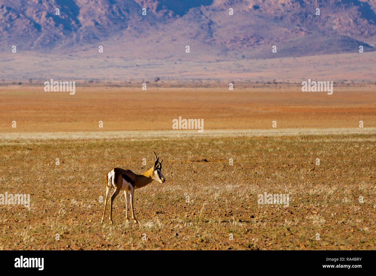 Springbok in the national park Namibia sand Stock Photo - Alamy