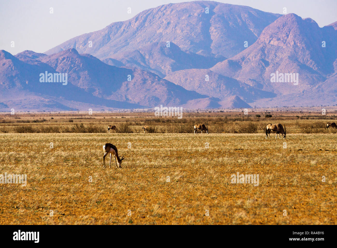 Springbok Desert High Resolution Stock Photography and Images - Alamy