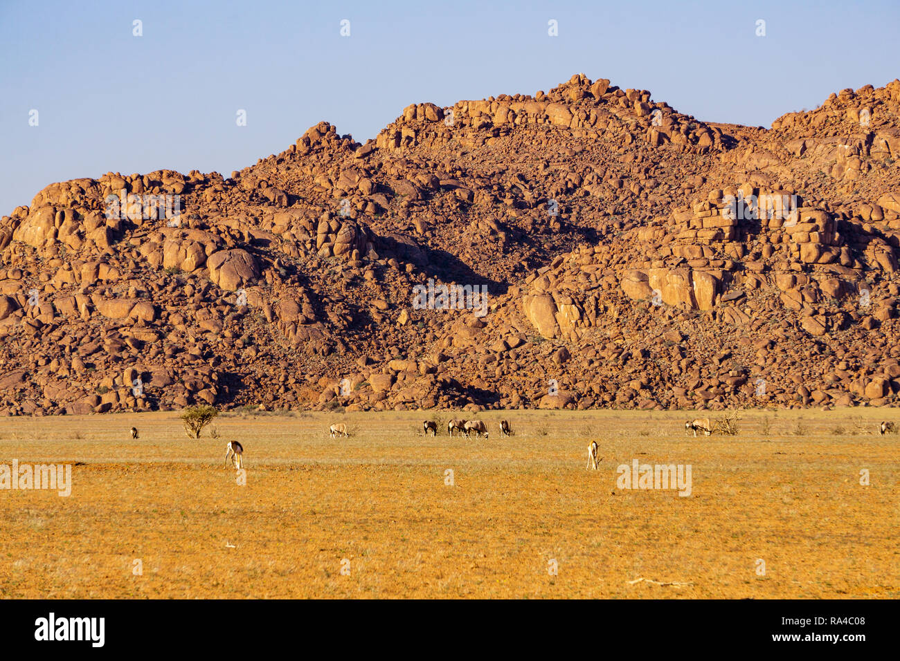 springbok oryx namibia mountain desert Stock Photo - Alamy
