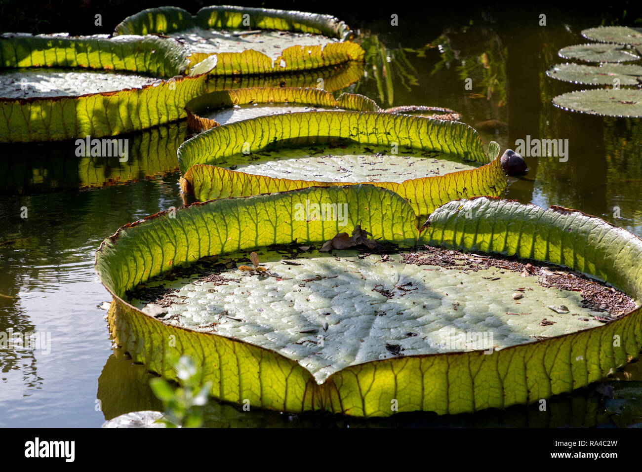 Giant green lily pads hi-res stock photography and images - Alamy