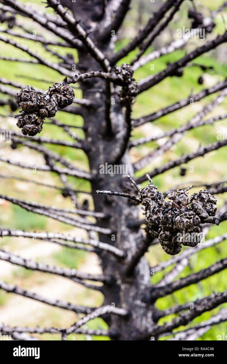 Close-up view of the charred branches and trunk of a cypress tree burnt ...