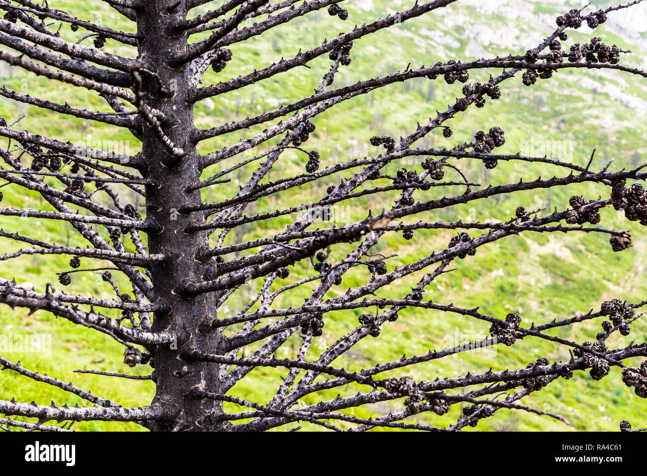Charred branches and trunk of a small cypress tree burnt by a wildfire ...