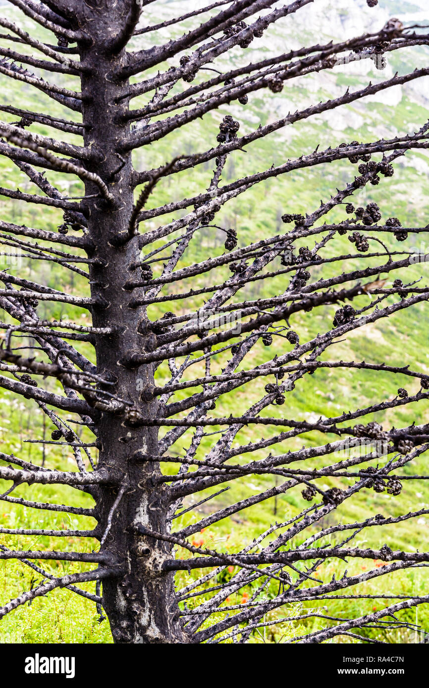 Charred branches and trunk of a small cypress tree burnt by a wildfire ...