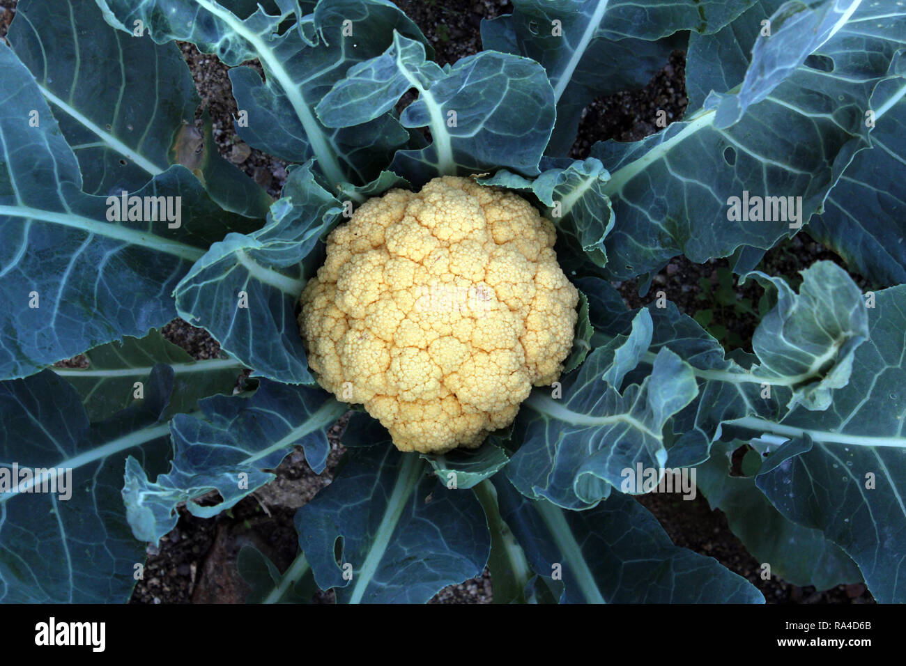 Small cauliflower plants hi-res stock photography and images - Alamy