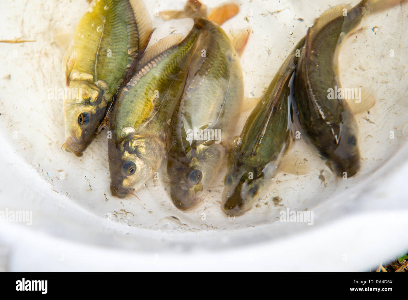 Close look at fish flopping in shallow water inside a bucket. Krak—w ...