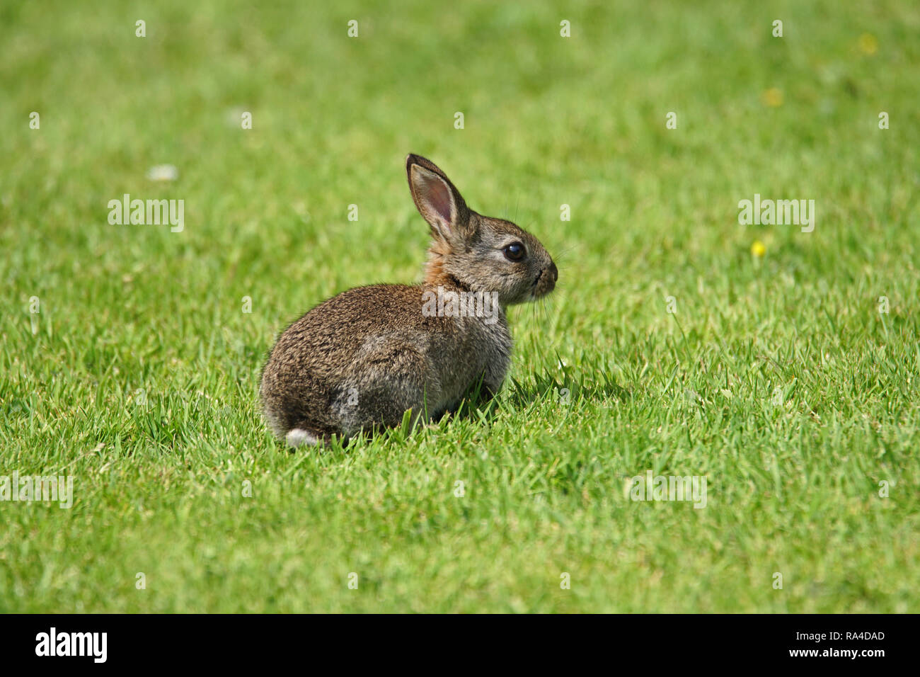 Rabbit kit hi-res stock photography and images - Alamy