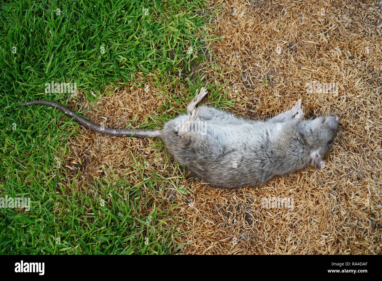 Dead rat on grass hi-res stock photography and images - Alamy